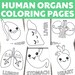 Human Anatomy Coloring Pages, Kawaii Human Organs, Homeschool ...