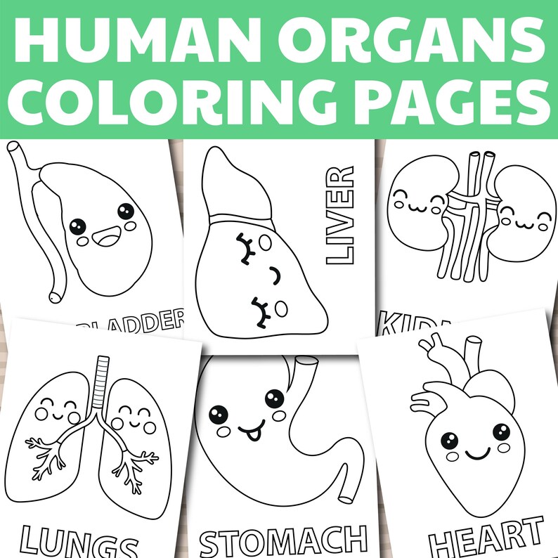 Human Anatomy Coloring Pages, Kawaii Human Organs, Homeschool ...