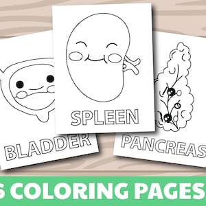 Human Anatomy Coloring Pages, Kawaii Human Organs, Homeschool ...