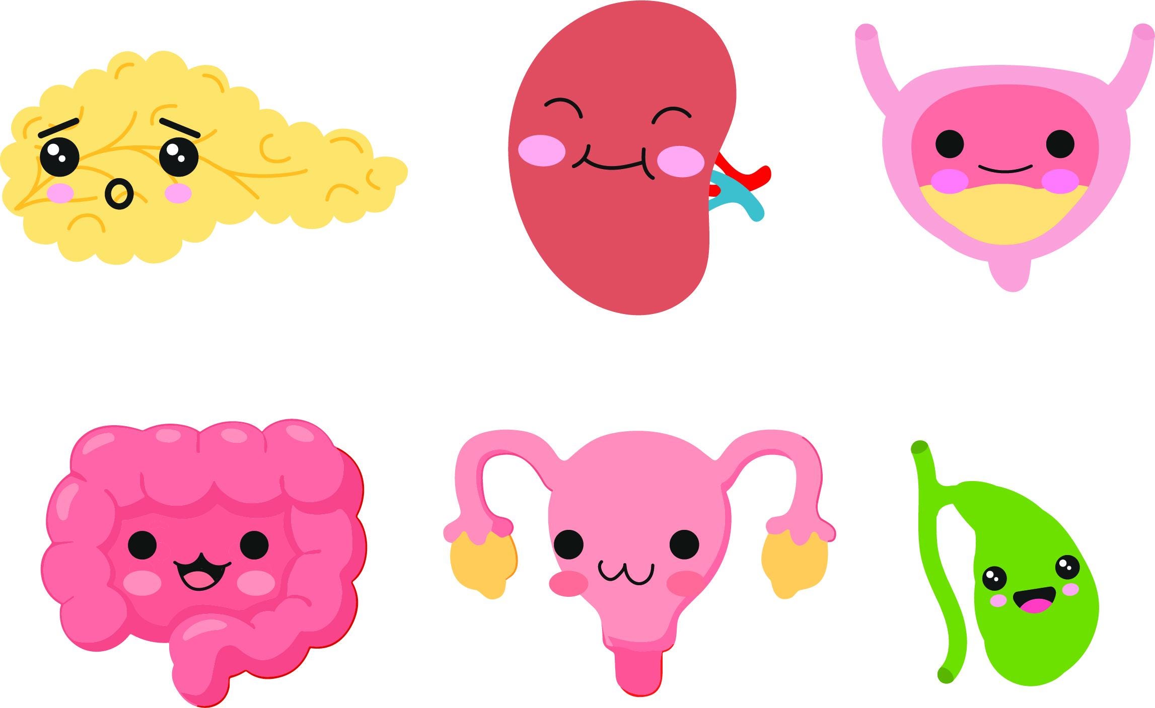 Cute Human Organs Clipart, Human Anatomy (PNG & SVG) Clip Art Pack of ...
