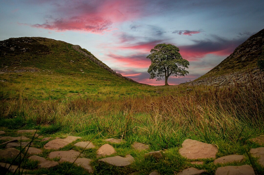 Photo Art Print / Greetings Card - Sycamore Gap Tree, Hadrian's Wall ...