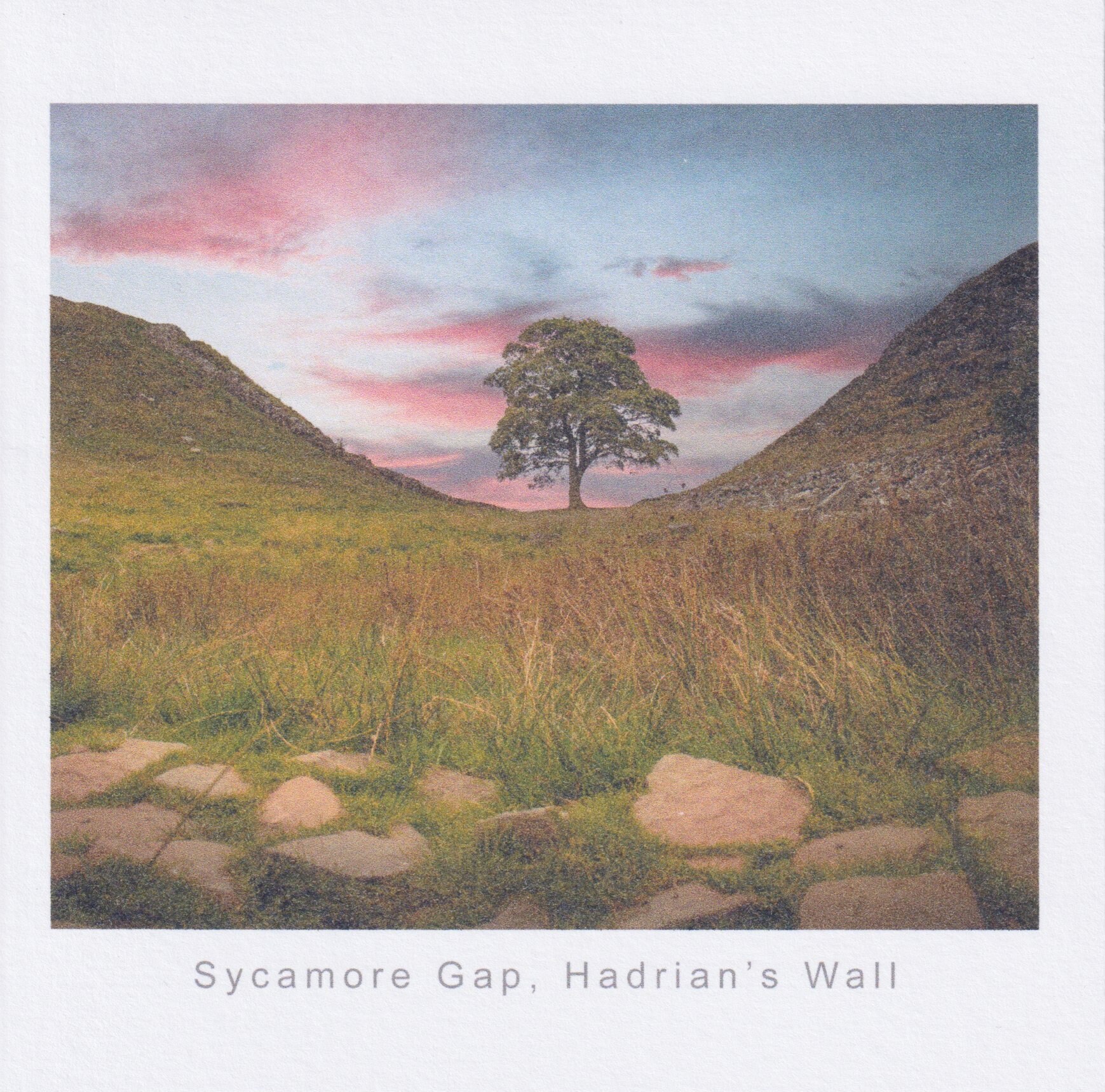 Photo Art Print / Greetings Card - Sycamore Gap Tree, Hadrian's Wall ...
