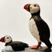 Atlantic Puffin - Realistic Wood Carving of a Wood Duck Decoy - Etsy
