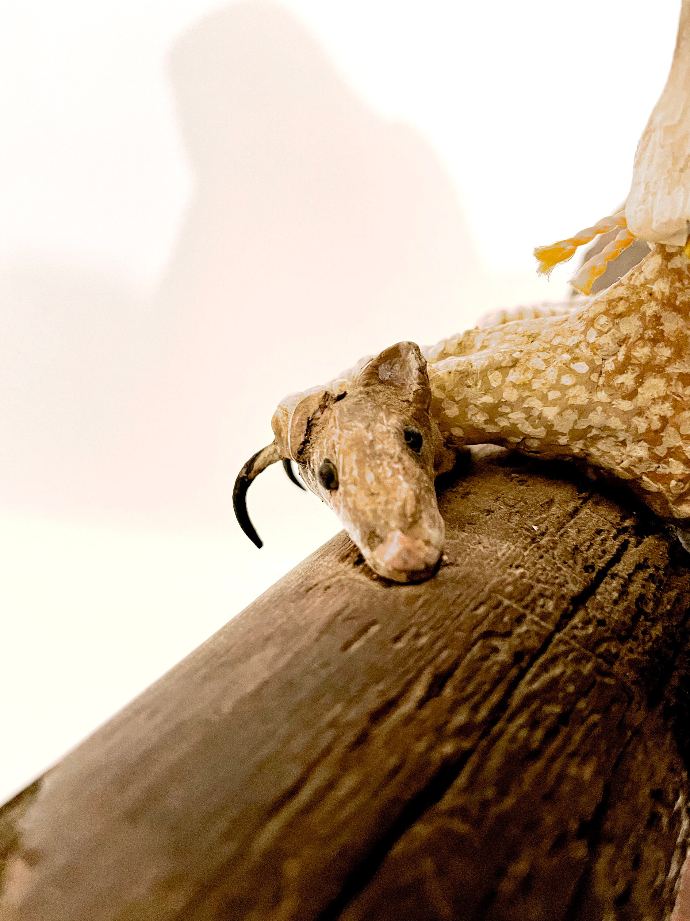 Red-tailed Hawk - Realistic Wood Carving - Etsy