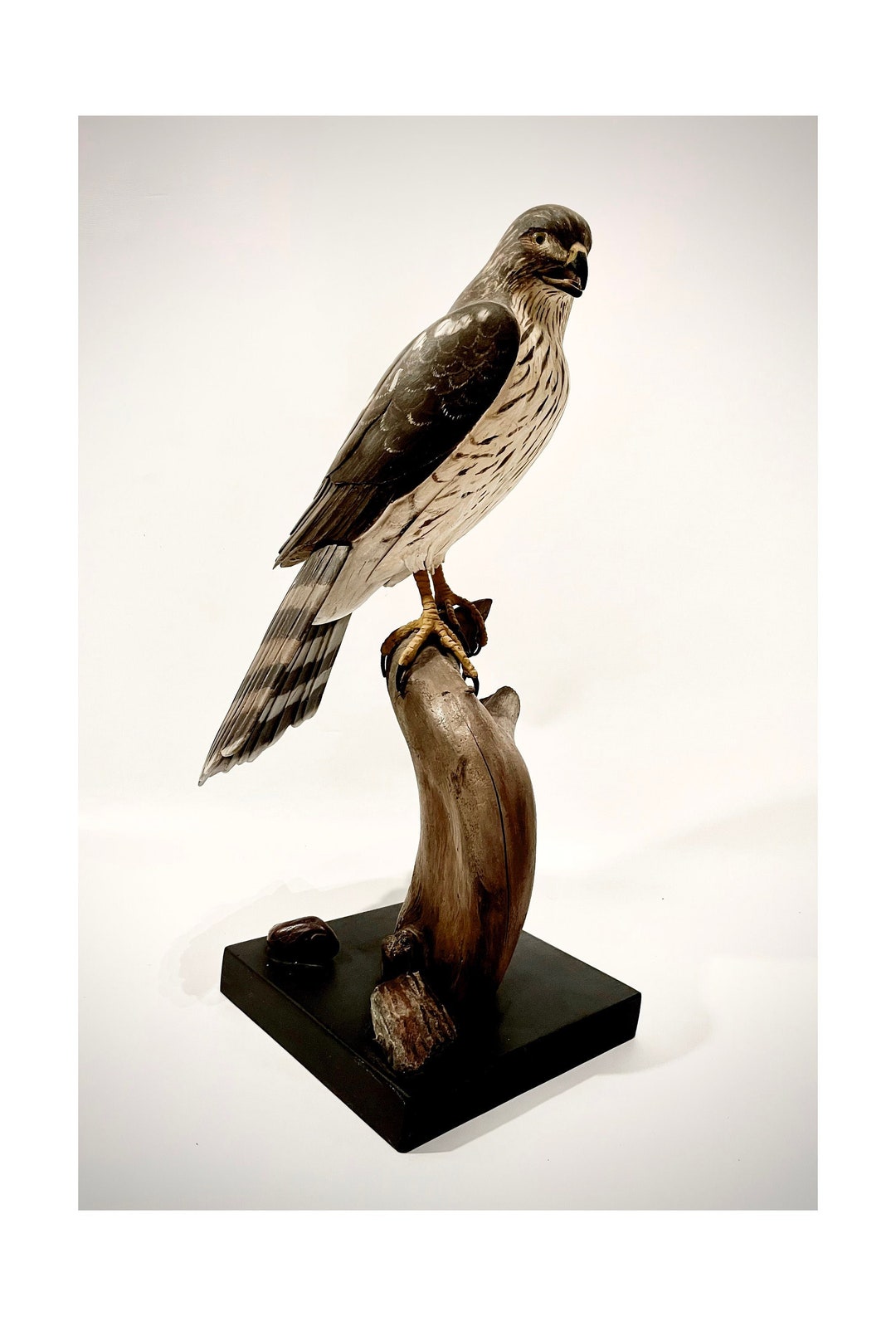 Cooper's Hawk - Realistic Wood Carving of a Wood Duck Decoy - Etsy