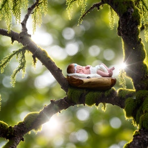 Ai Moss Covered Tree Branch Digital Background/backdrop for Photography ...