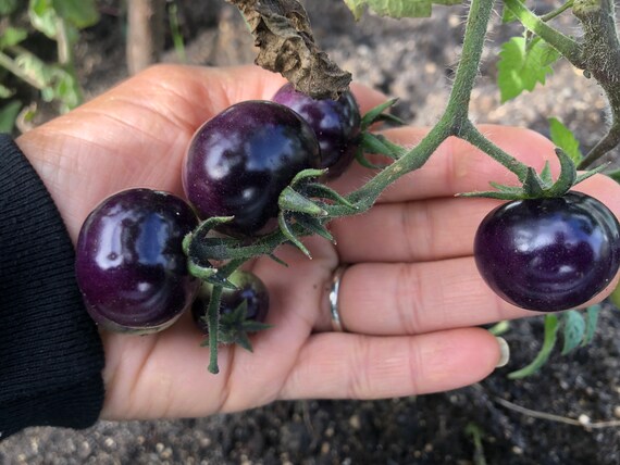 Red White & Blue Cherry Tomatoes Pack!! Home & Living Outdoor ...