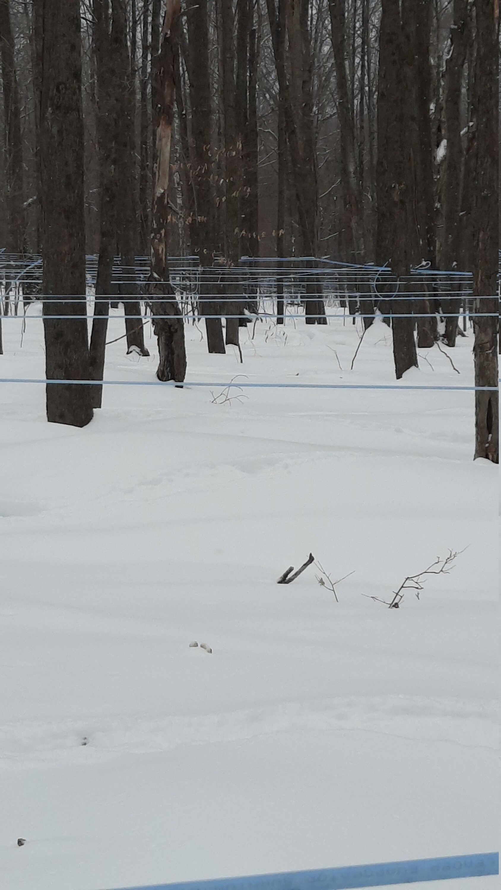 Wood Fired Pure Maple Syrup - Etsy