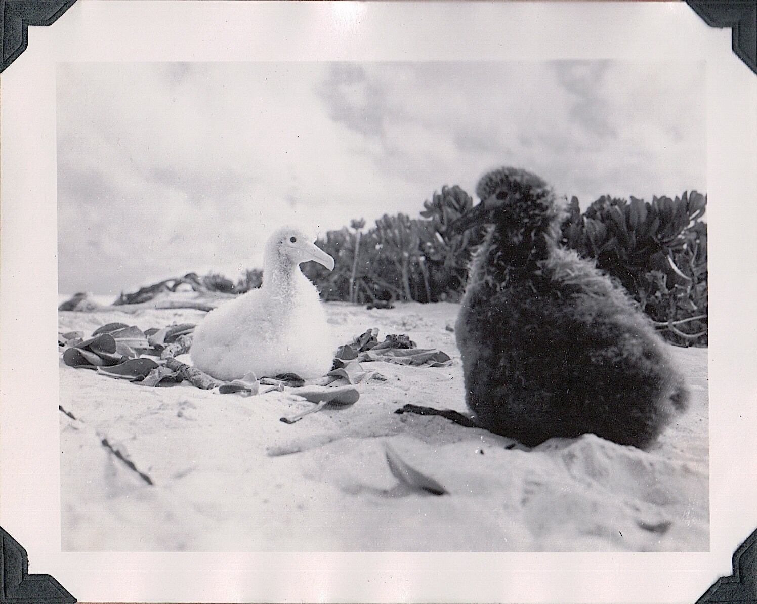 Midway Island With Gooney and Albatross Chicks and Adults 12 Vintage B ...