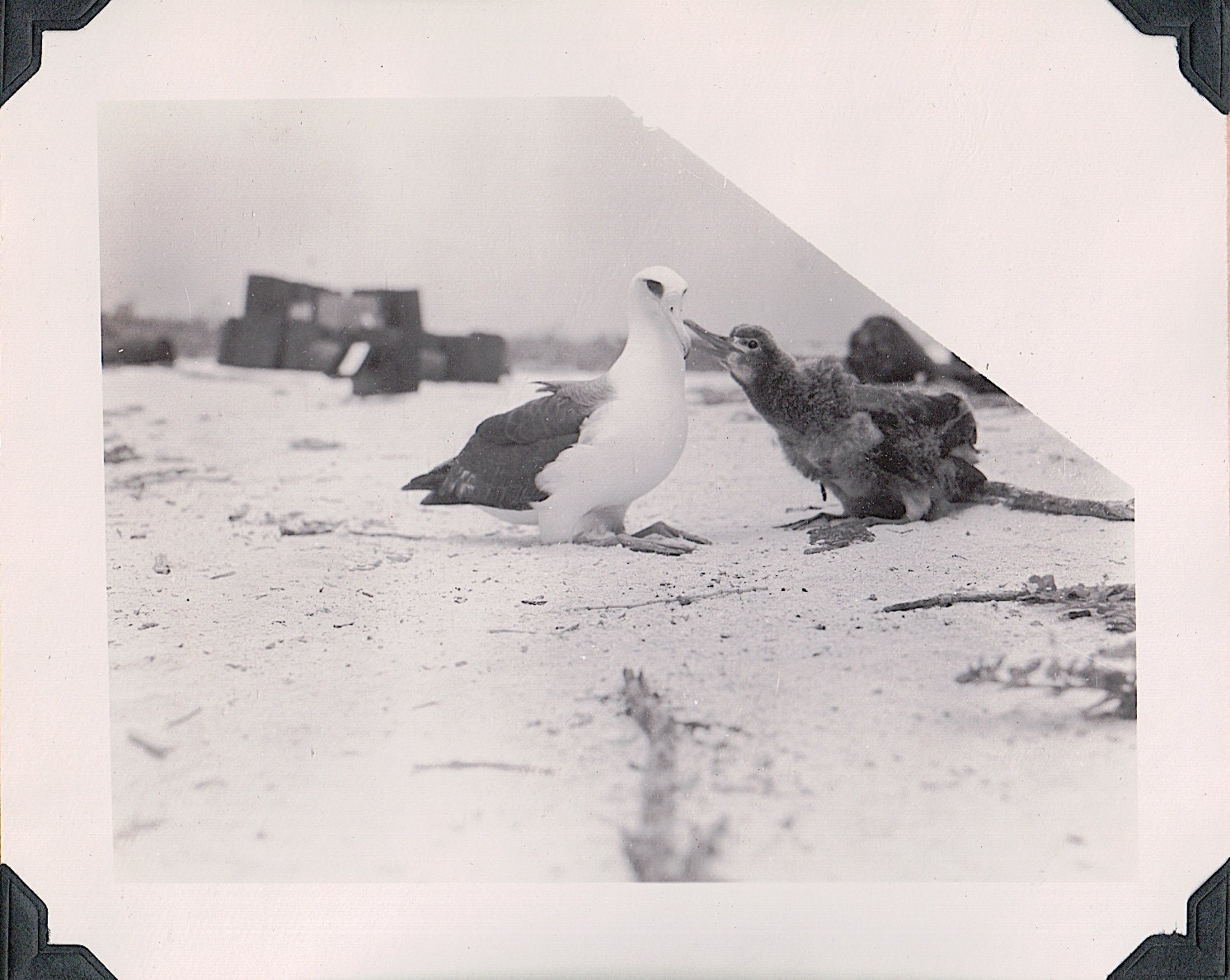 Midway Island With Gooney and Albatross Chicks and Adults 12 Vintage B ...