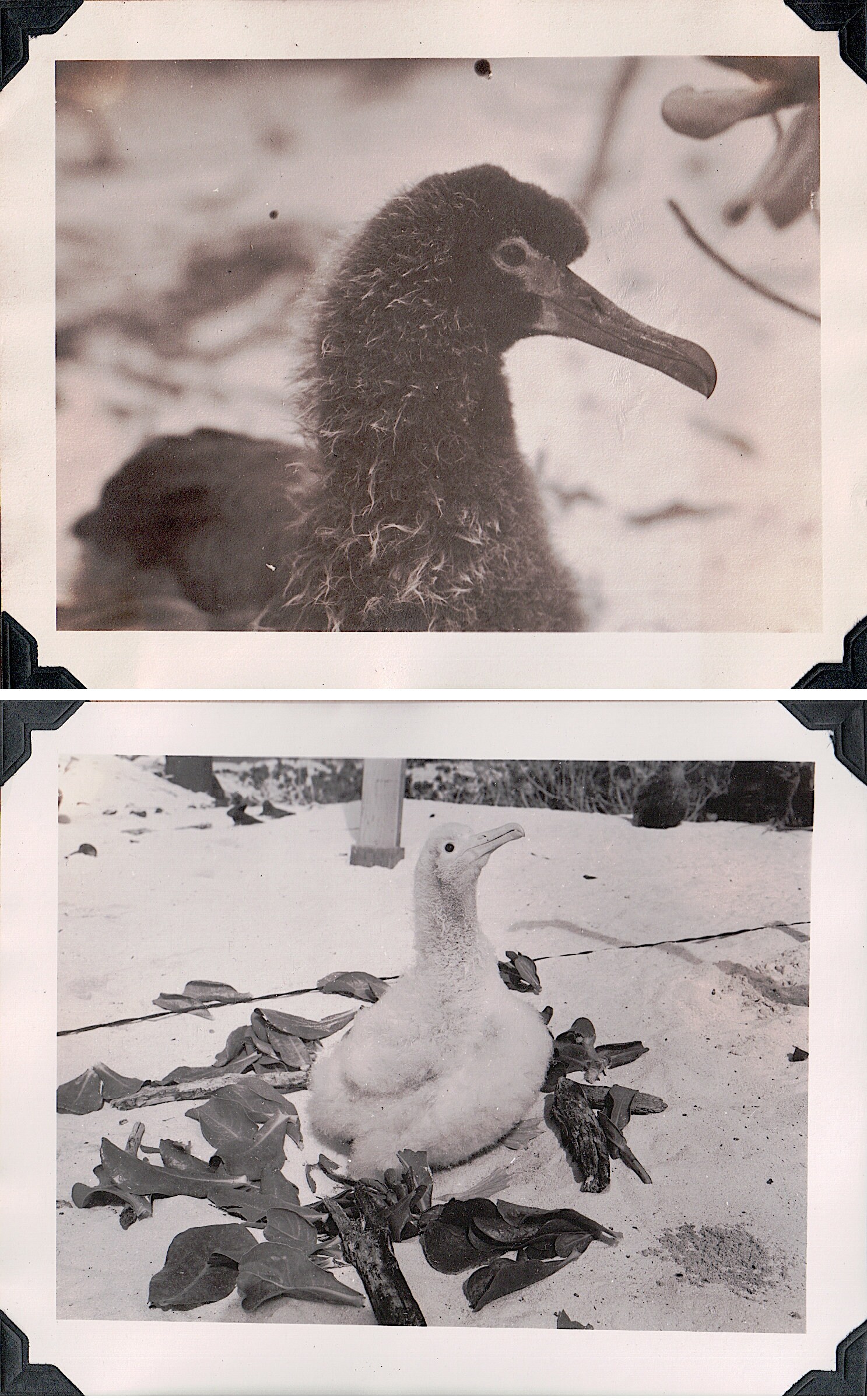 Midway Island With Gooney and Albatross Chicks and Adults 12 - Etsy
