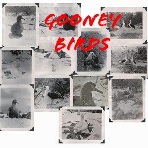Midway Island with Gooney and Albatross Chicks and Adults 12 Vintage B ...