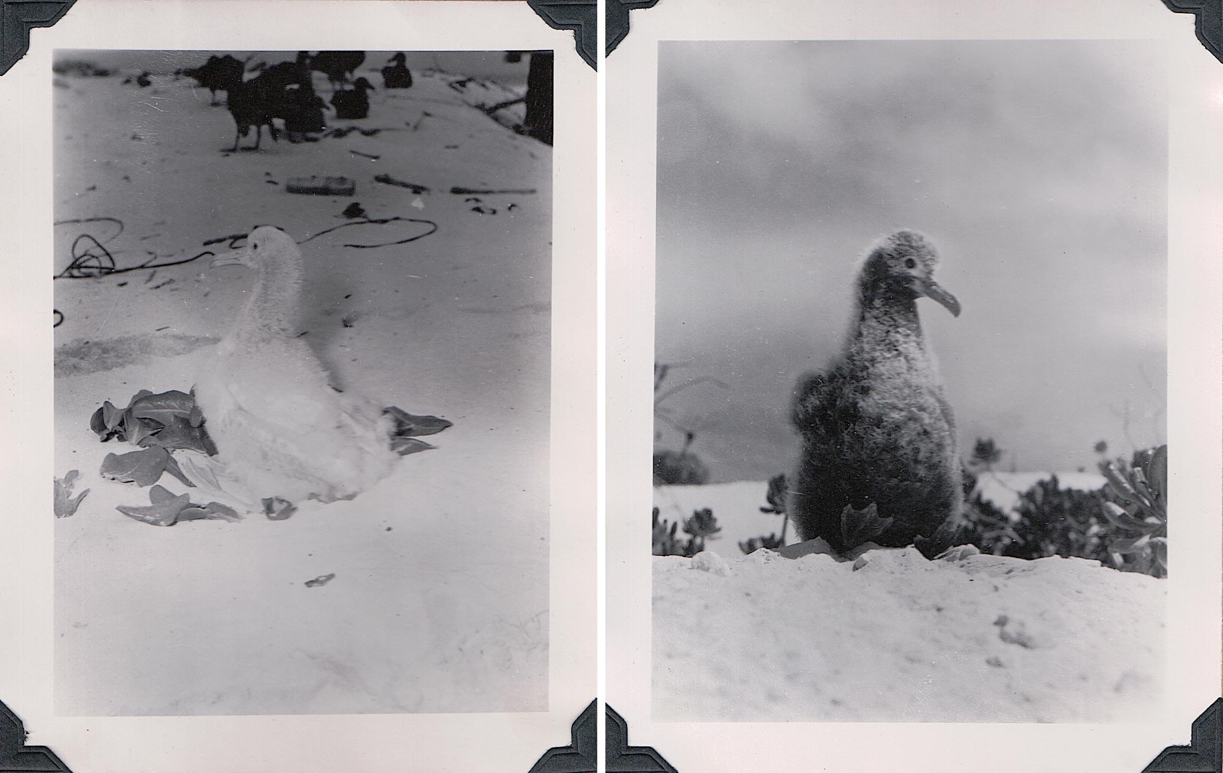 Midway Island With Gooney and Albatross Chicks and Adults 12 Vintage B ...