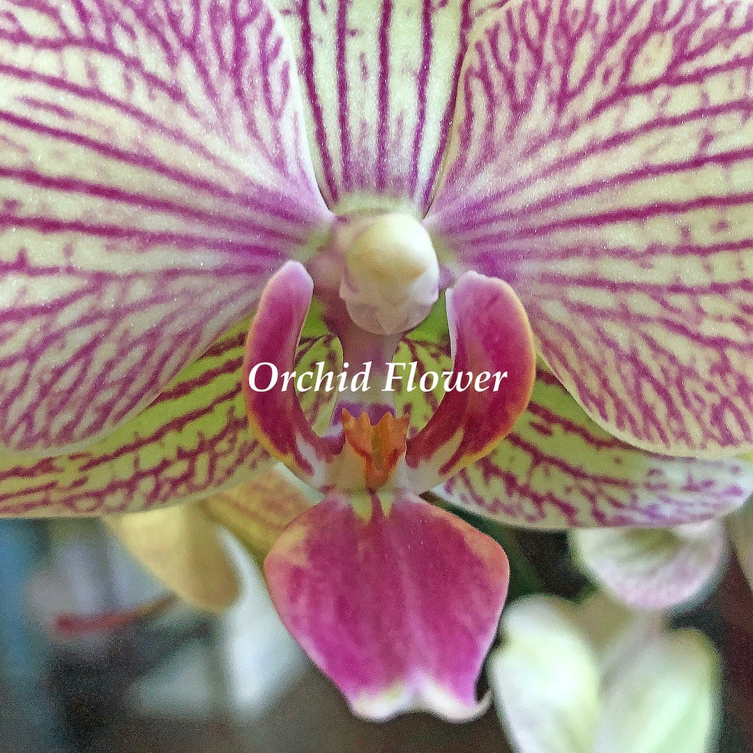 Dendrobium Orchid Flower Closeup Detail - Original Photo Art Note Card ...