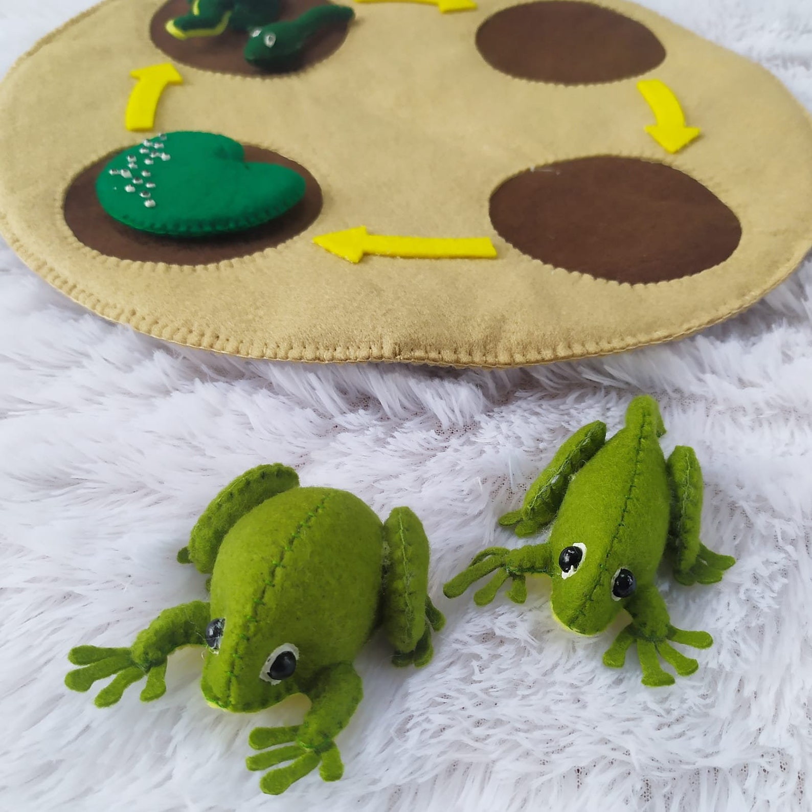 Frog Life Cycle Learning Media on a Board Made of Eco-friendly - Etsy