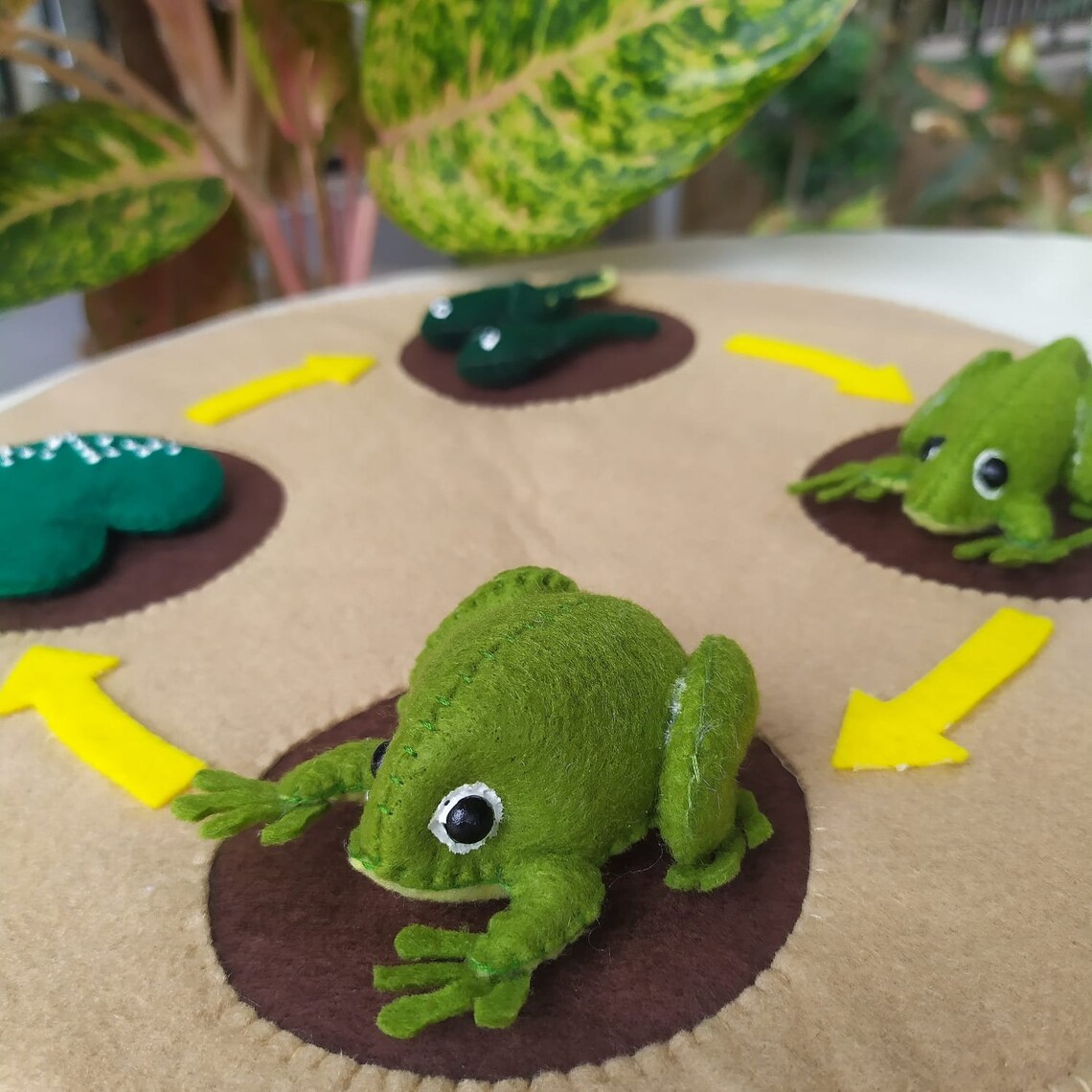 Frog Life Cycle Learning Media on a Board Made of Eco-friendly - Etsy