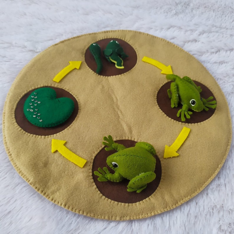 Frog Life Cycle Learning Media on a Board Made of Eco-friendly - Etsy