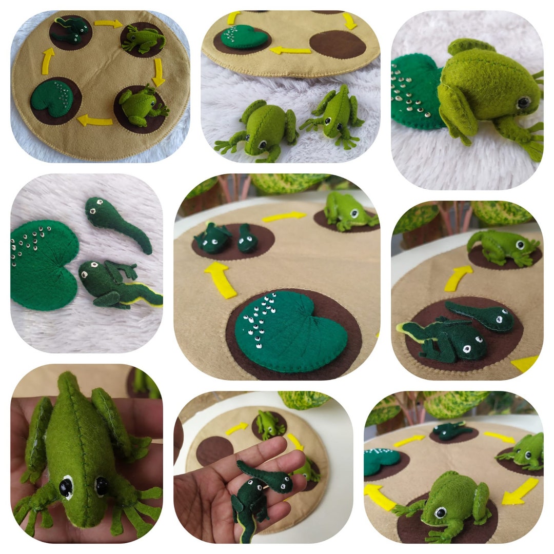 Frog Life Cycle Learning Media on a Board Made of Eco-friendly - Etsy