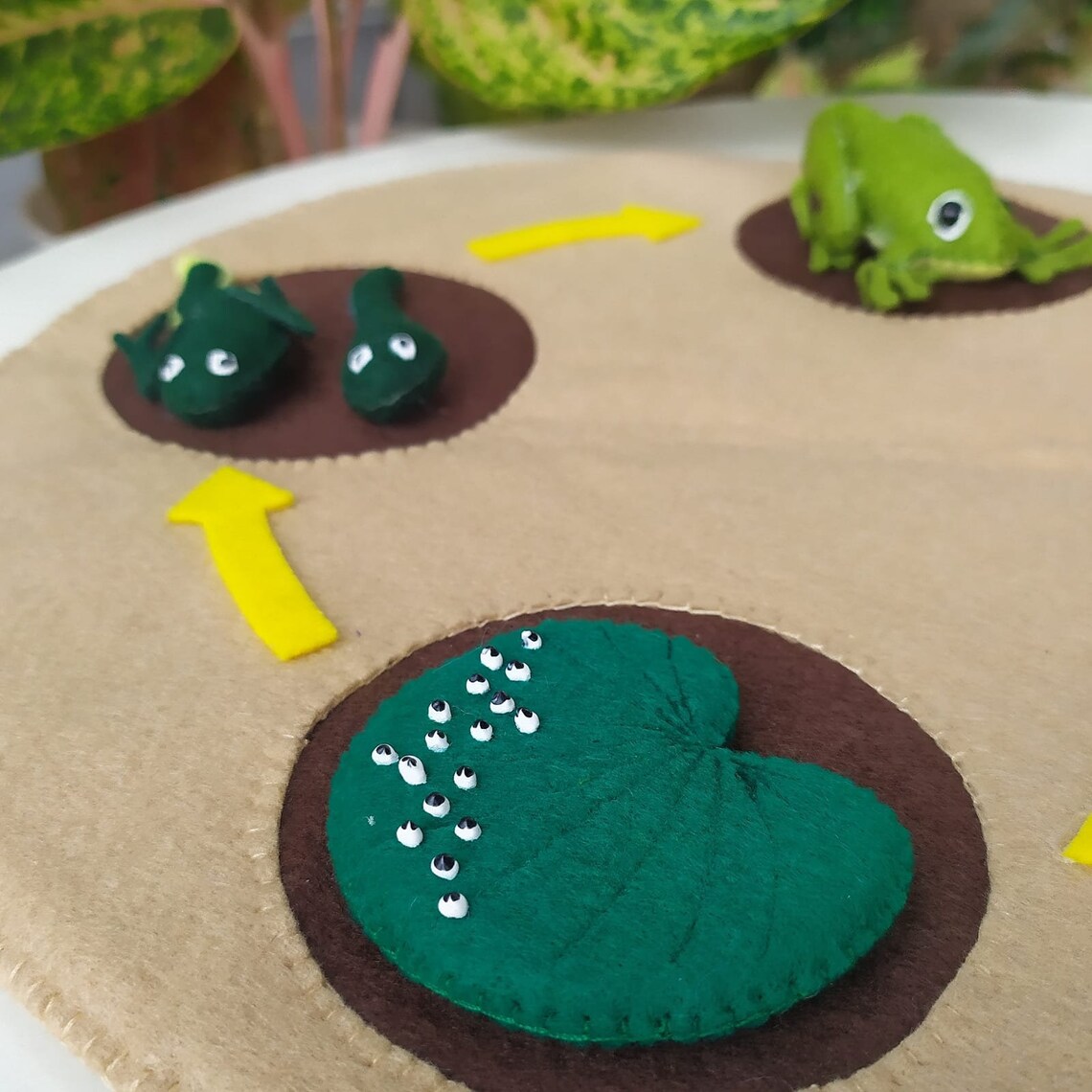 Frog Life Cycle Learning Media on a Board Made of Eco-friendly - Etsy