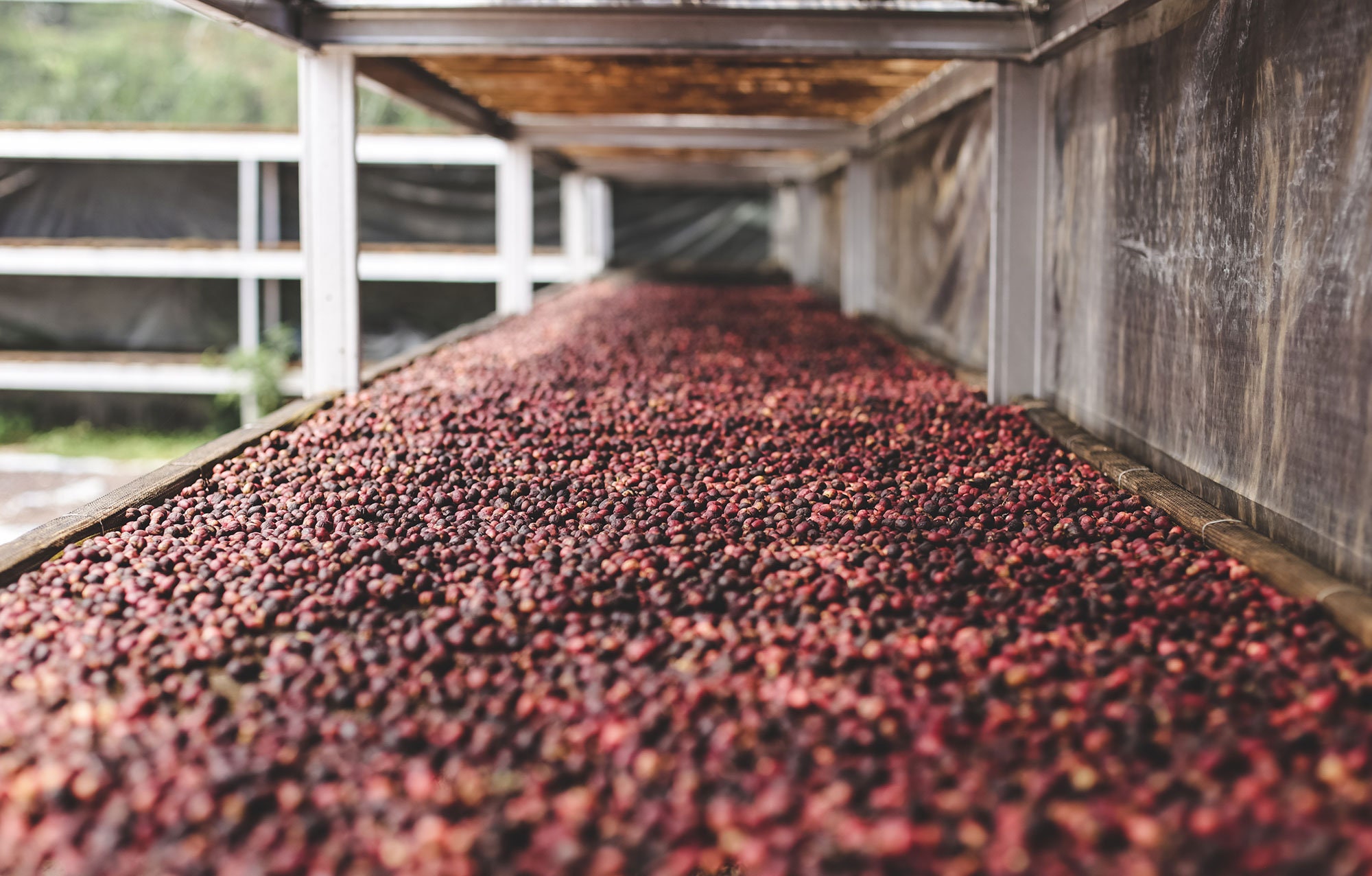 Organic, Guerrero Mexico Coffee | Medium Roast | Direct Trade | Freshly Roasted | Specialty ...