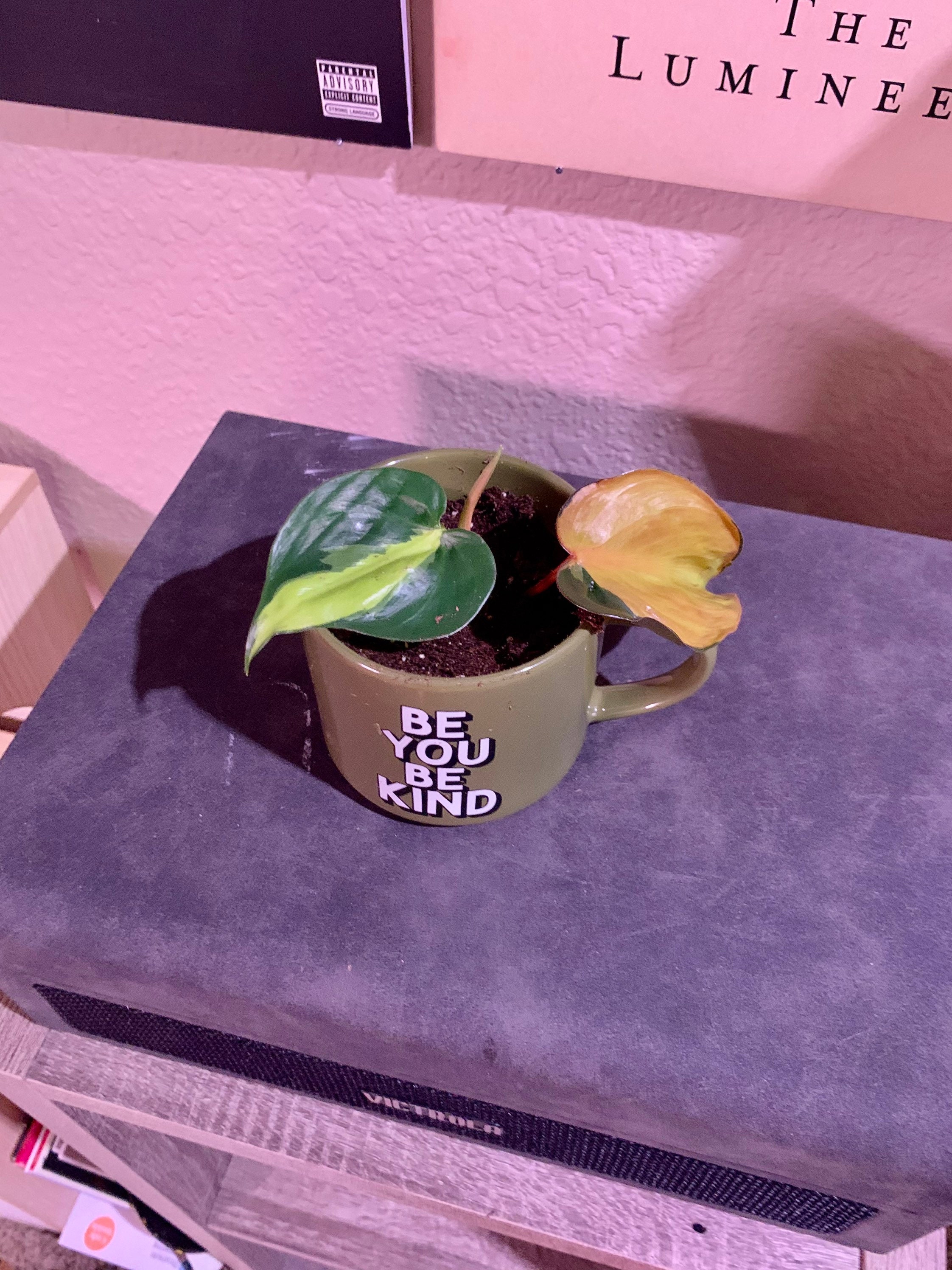 Variegated Pathos Plant - Etsy