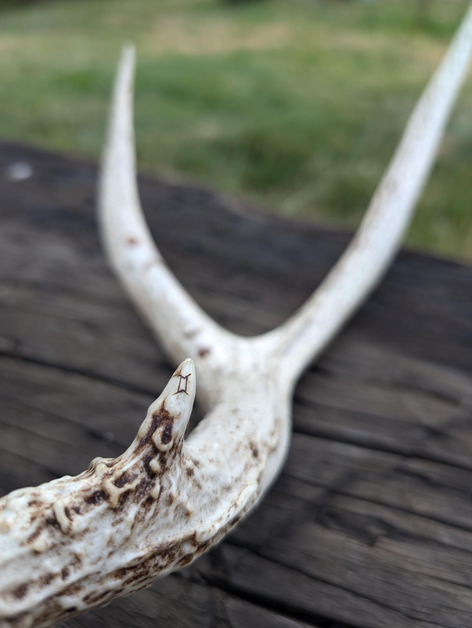 Gemini Themed Hand Engraved Deer Antler - Etsy