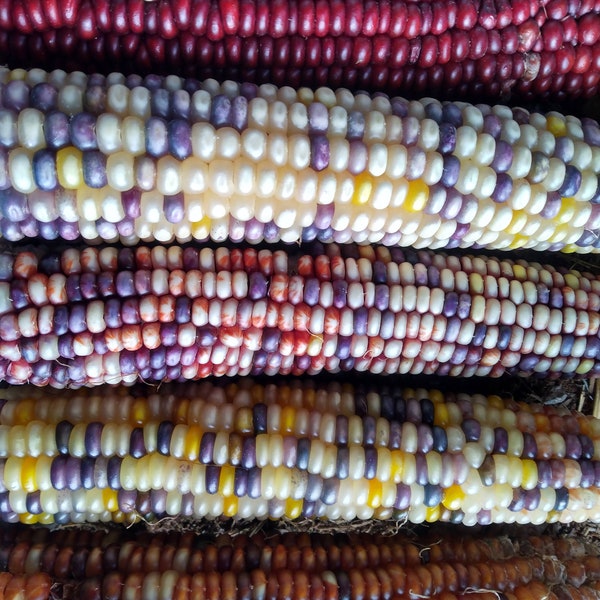 Indian Corn - Etsy