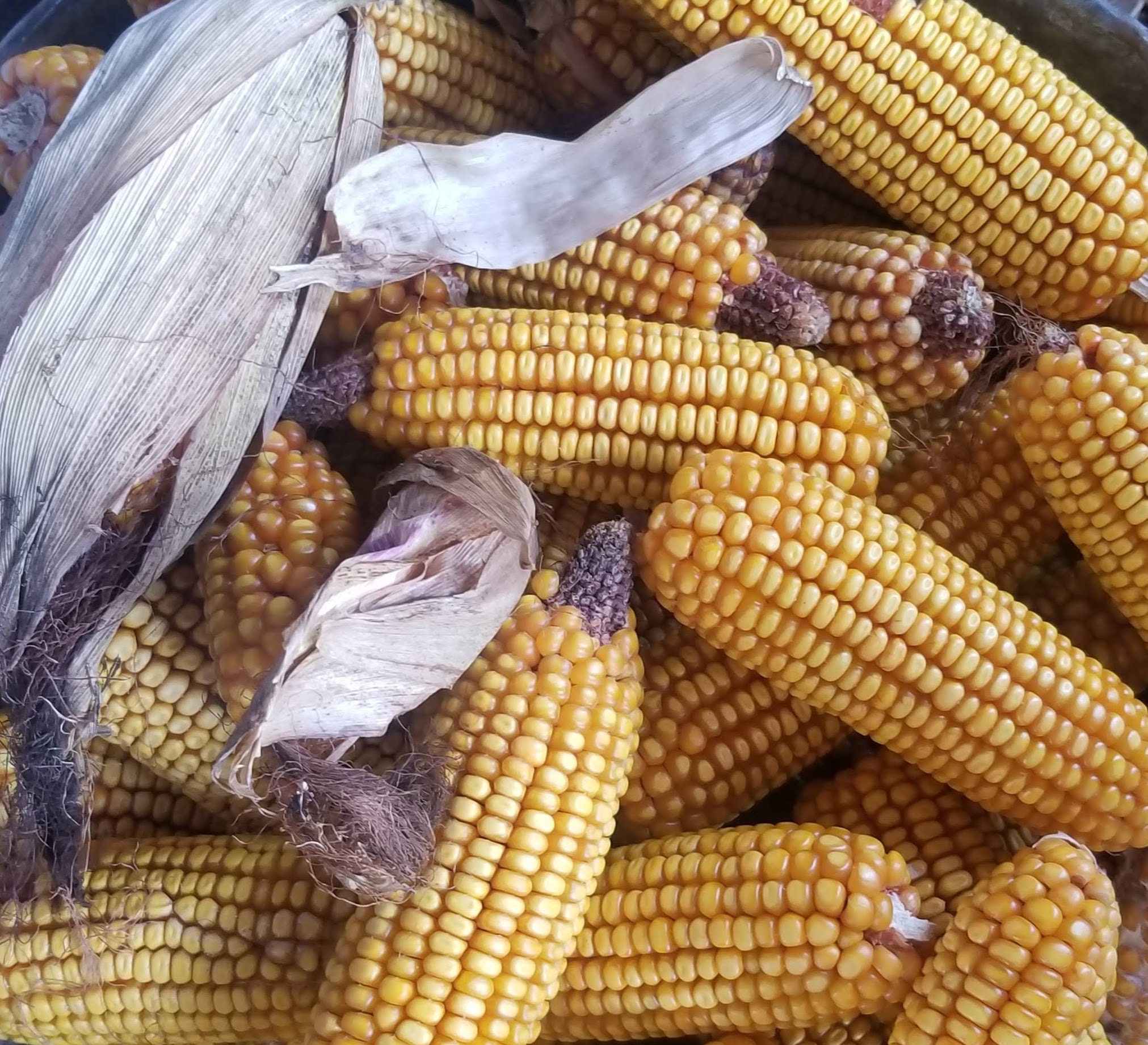 5 Pounds Ear Corn (on the Cob) - Etsy