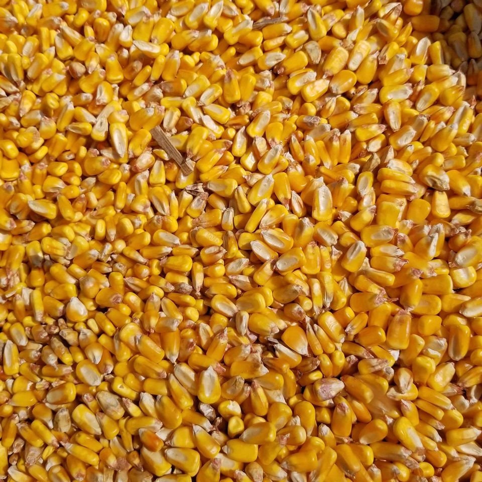 10 Lbs Whole Kernel Corn - Etsy