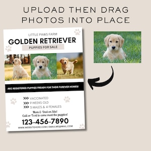 Puppies for Sale Dog Flyer, Dog Flyer, Cat Flyer, Puppies Breeder ...