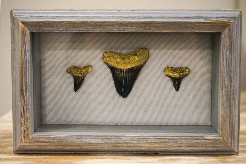 Shark Tooth Shadow Box, Fossilized Shark Teeth Wall Art, Coastal Decor ...