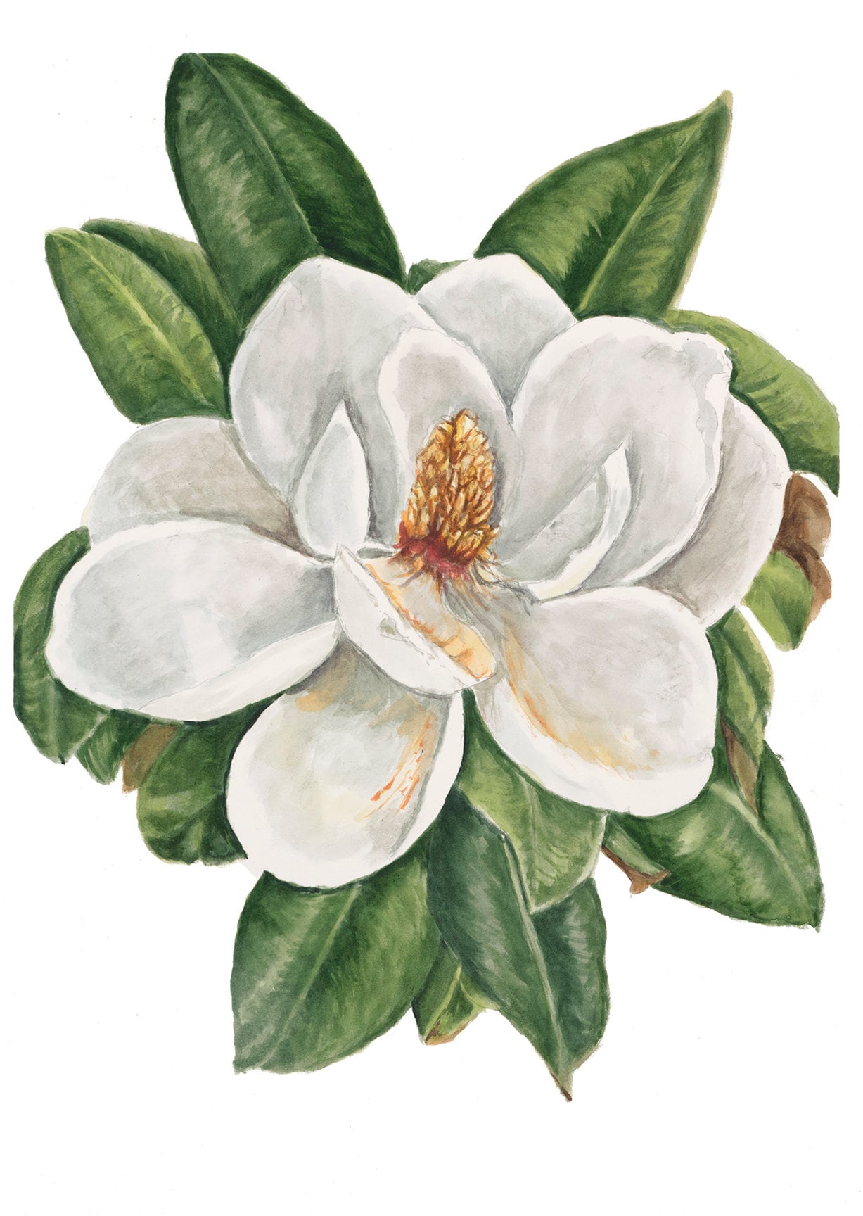White Magnolia Art Print, Magnolia Watercolor Print, Southern Magnolia ...
