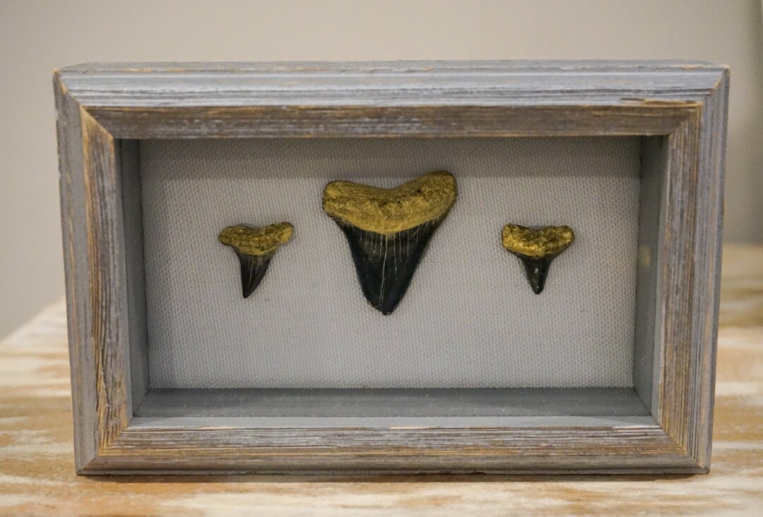 Shark Tooth Shadow Box, Fossilized Shark Teeth Wall Art, Coastal Decor ...
