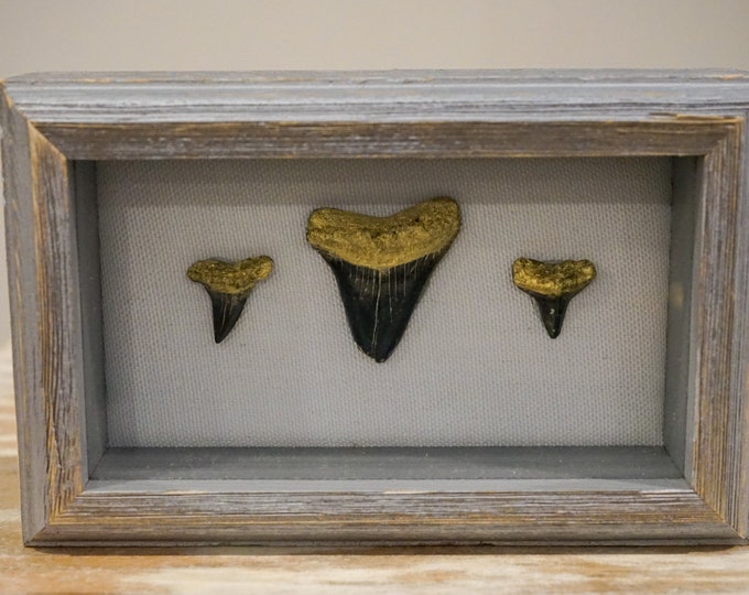 Shark Tooth Shadow Box, Fossilized Shark Teeth Wall Art, Coastal Decor ...