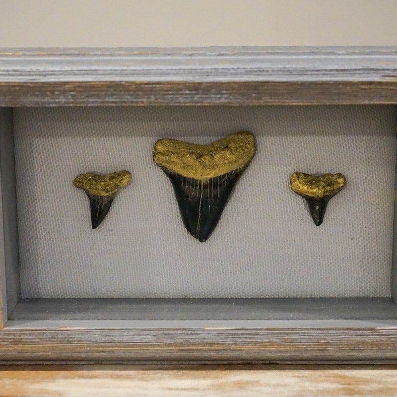 Shark Tooth Display - Etsy