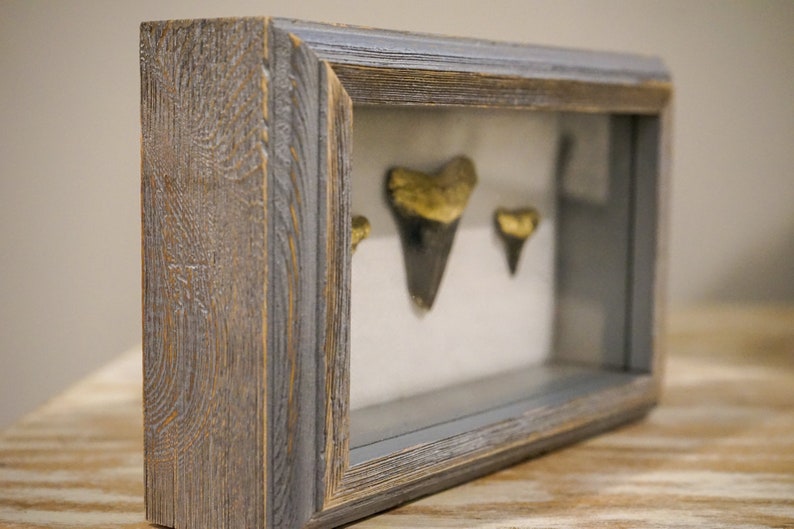 Shark Tooth Shadow Box, Fossilized Shark Teeth Wall Art, Coastal Decor ...