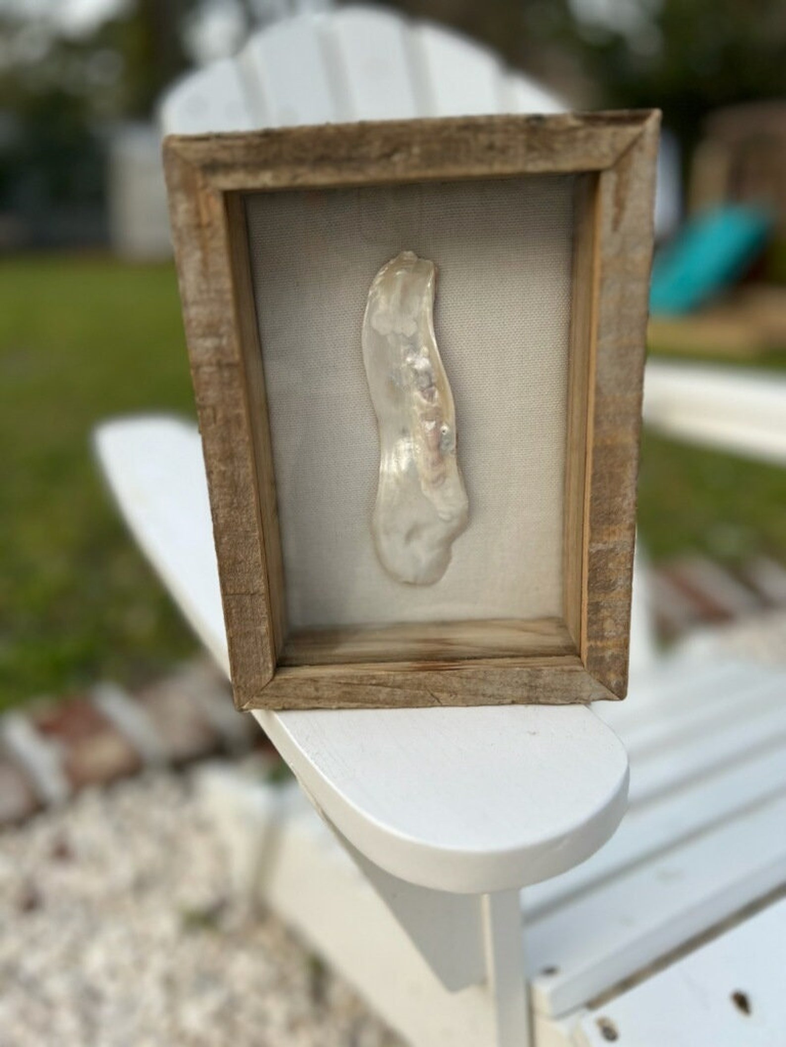 Oyster Shell Shadow Box, Oyster Wall Art, Coastal Wall Art, Oyster Wall ...
