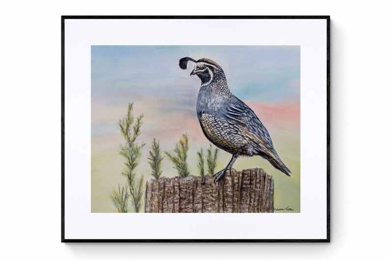 California Quail Watercolor Art Print: Woodland Bird Wall Decor - Etsy
