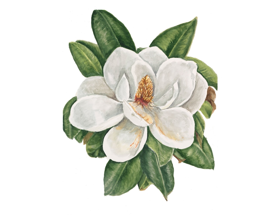 White Magnolia Art Print, Magnolia Watercolor Print, Southern Magnolia ...