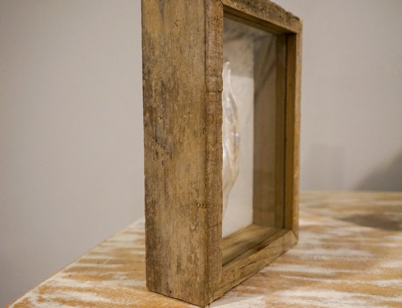 Oyster Shell Shadow Box, Oyster Wall Art, Coastal Wall Art, Oyster Wall ...