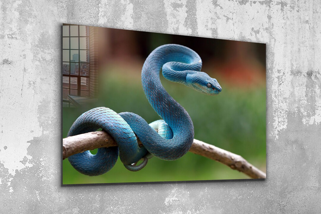Blue Viper Snake Canvas Art: Modern Glass Wall Decor - Etsy