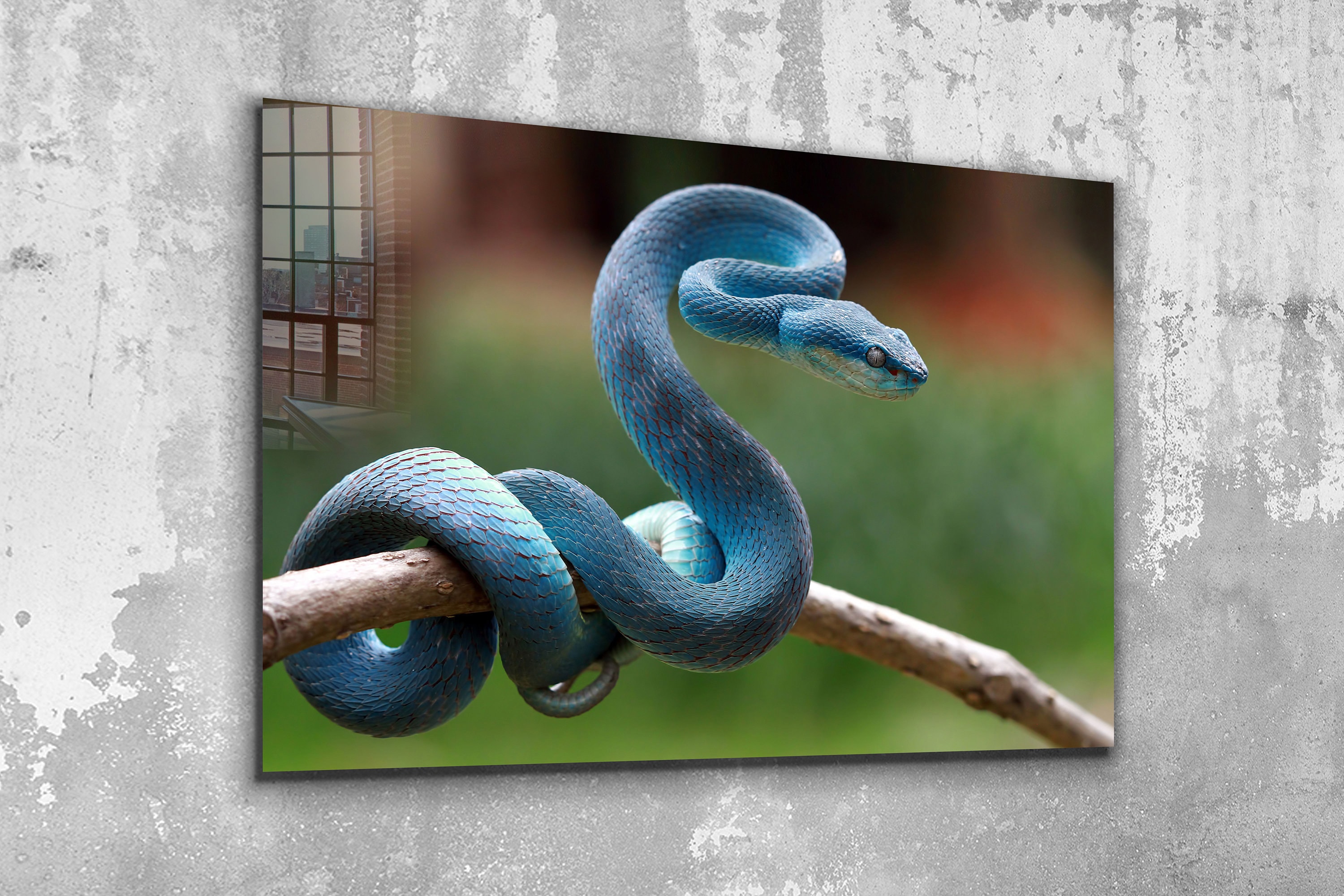Venomous Viper Snake Blue Snake Canvas Decor Glass Wall Art | Etsy
