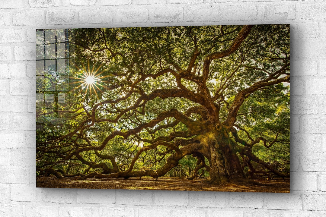 Angel Oak Tree Wal Decor-tempered Glass Wall Art-canvas Wall Art-modern ...