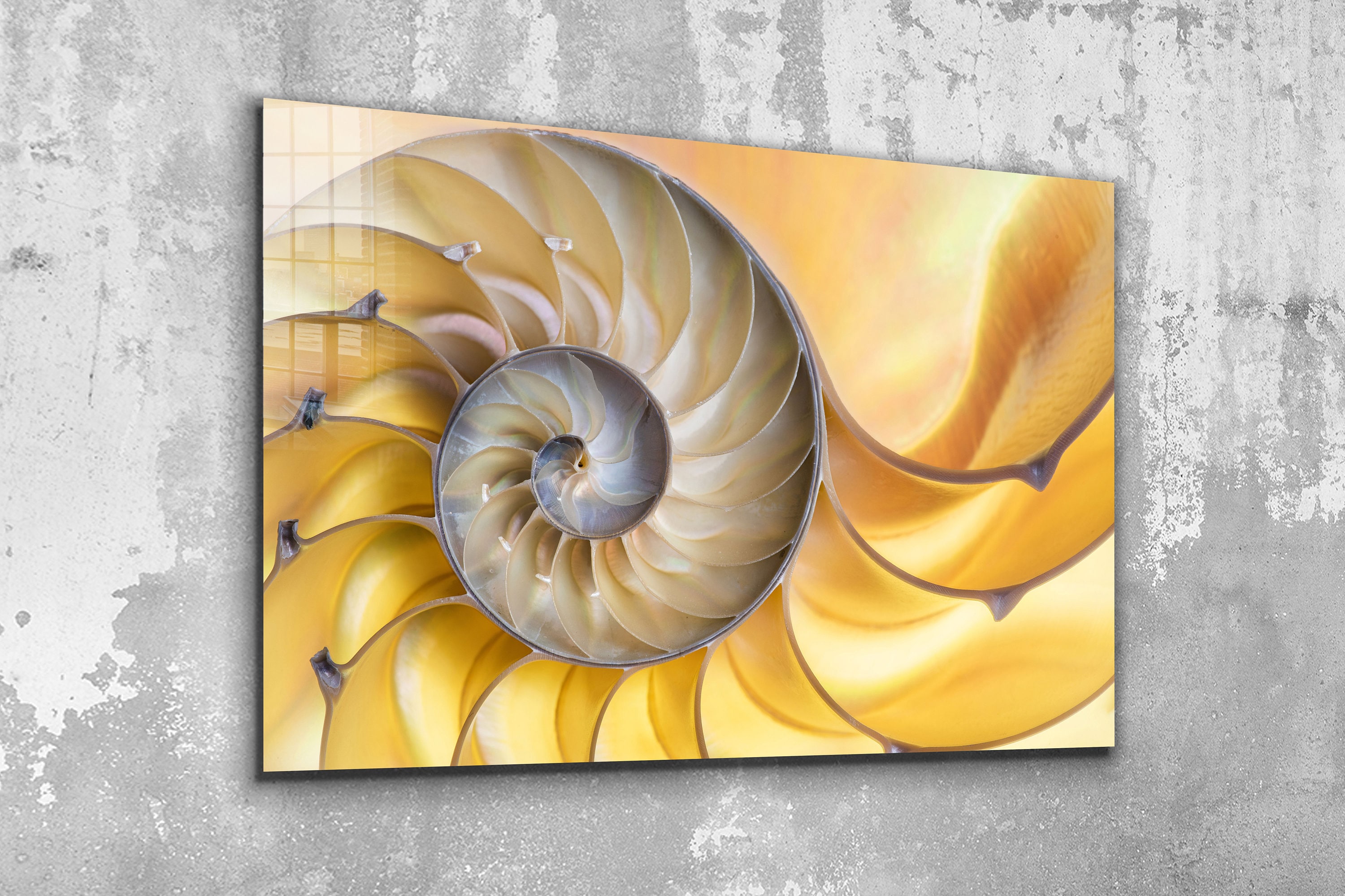 Kappa Delta Nautilus Shell Canvas
