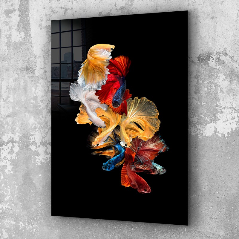 Beta Fish - Etsy