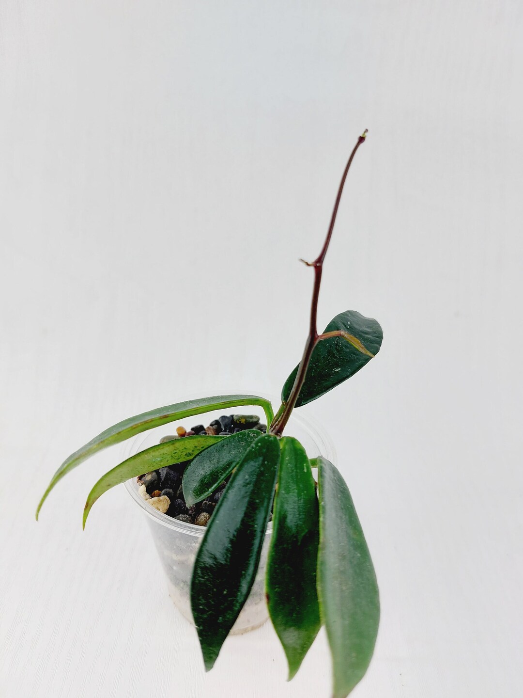 Hoya Rostellata Sp. Hummingbird Humming Bird. 2 Pot. - Etsy