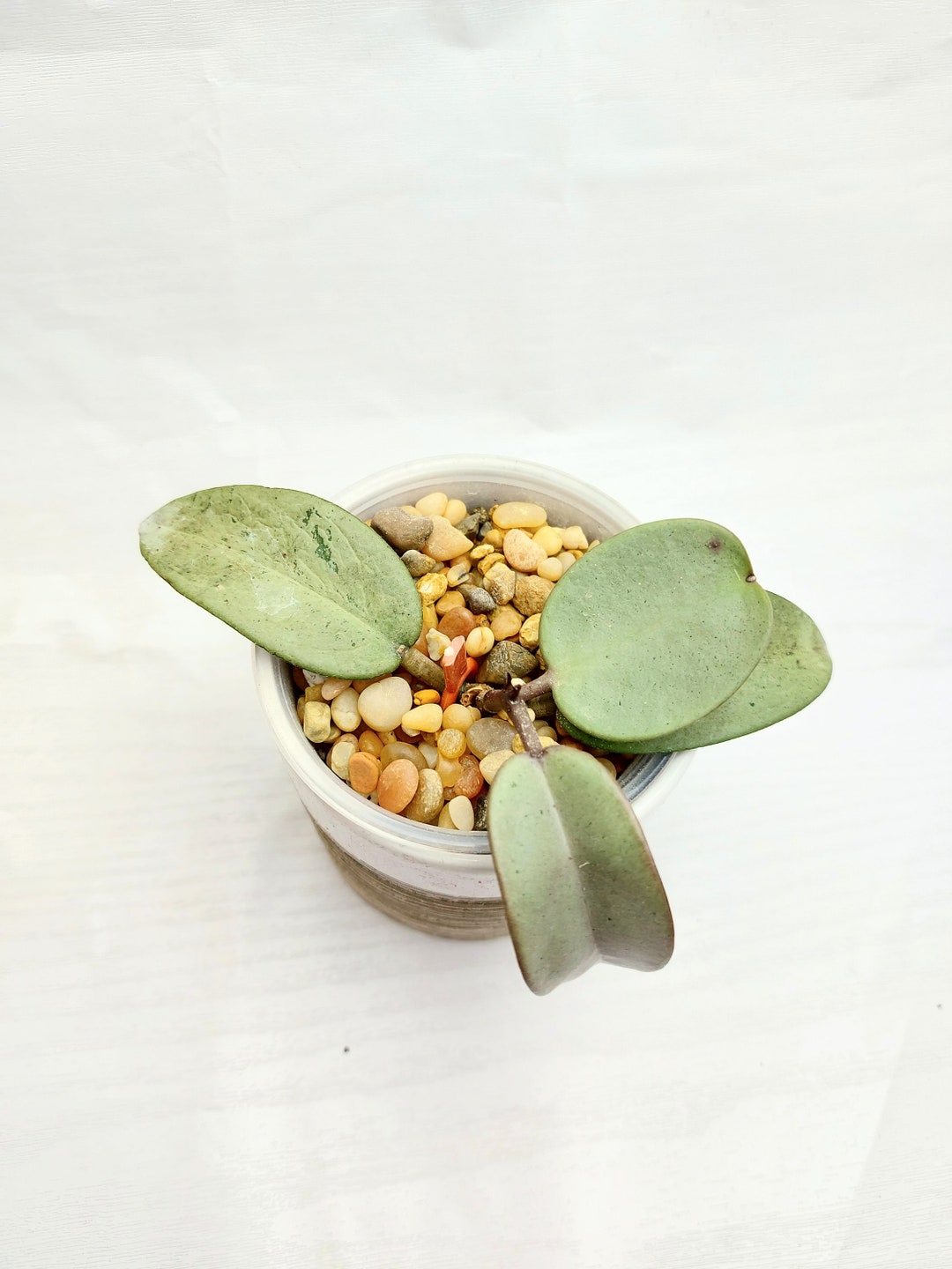 Hoya Silver Dollar MB 1405-AG Hoya Silver Leaves. 2.5 - Etsy.de