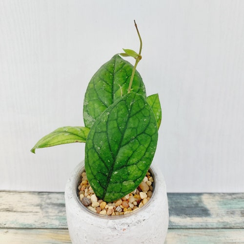 Hoya Meliflua Live Rooted Wax Plant in 3 Pot. - Etsy