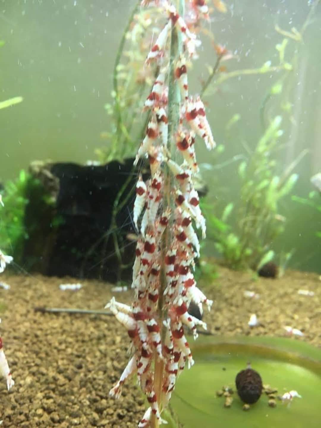 Bonsai Shrimp Food Lollies / Sticks - Walnut & Papaya Leaf Blend ...