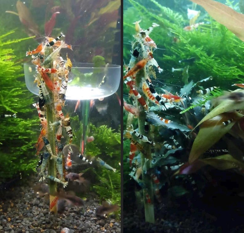 Bonsai Shrimp Food Lollies / Sticks - Walnut & Papaya Leaf Blend ...